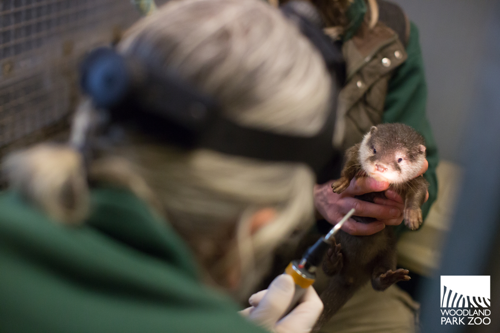 Adorable otter pups visit vet for first check-up