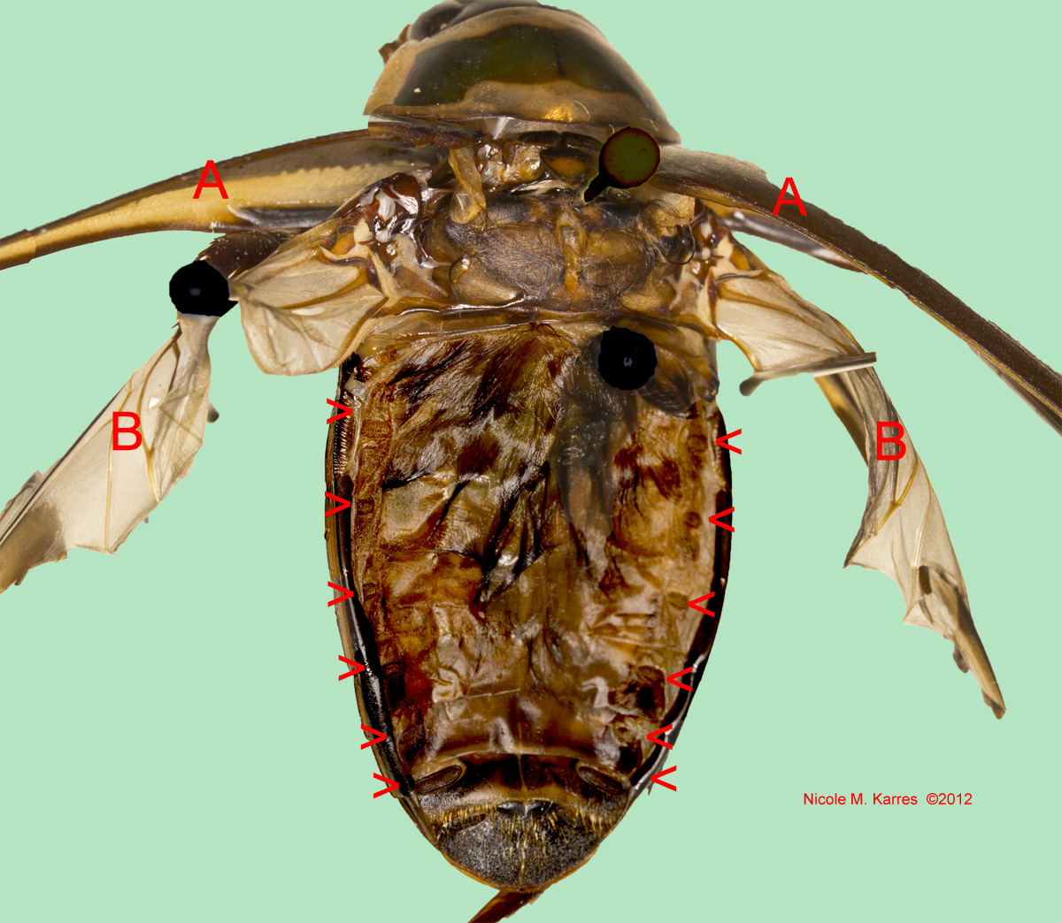 Notes on Urban Ecology: INSECT RESPIRATION