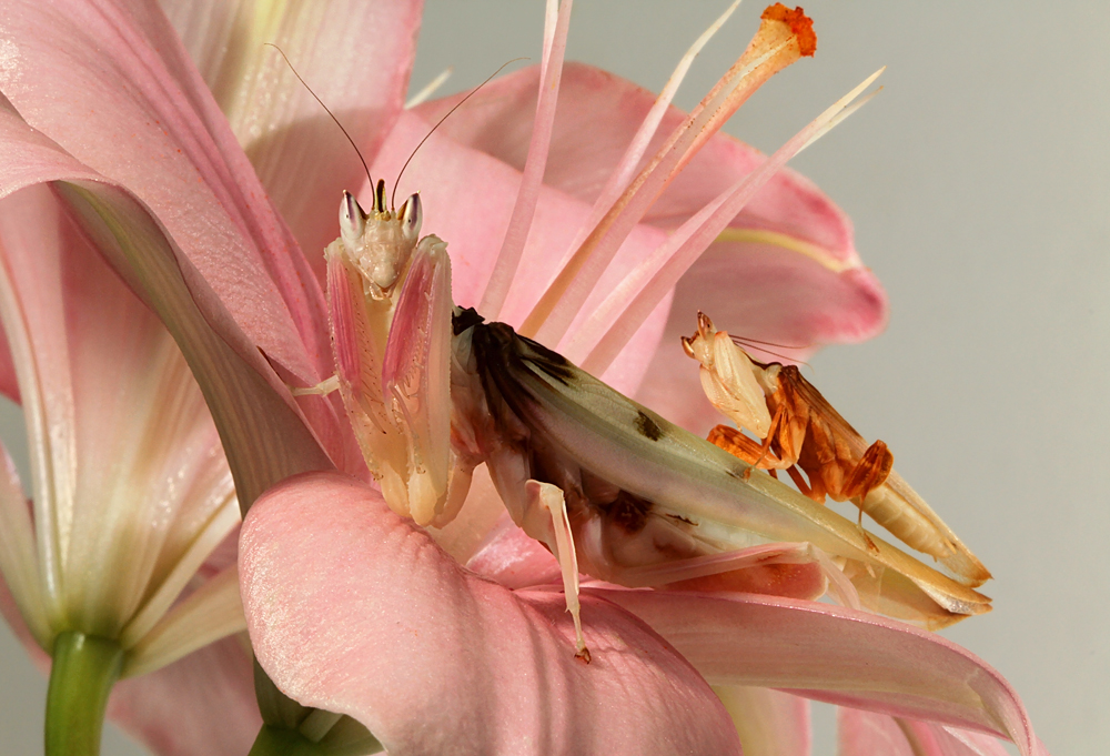 Let's enjoy the beauty: The Orchid Mantis