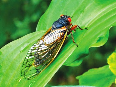 folkósmico: El Canto del Coyuyo
