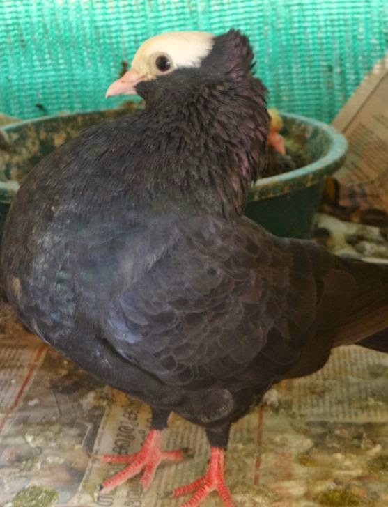 World of Pigeons and Doves: Mookee Pigeon