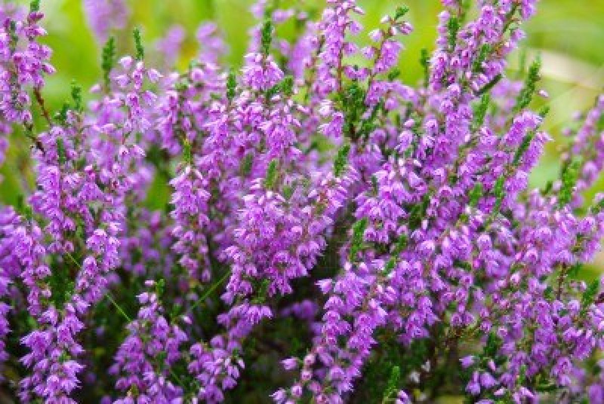 El espiritu de las plantas: Brezo