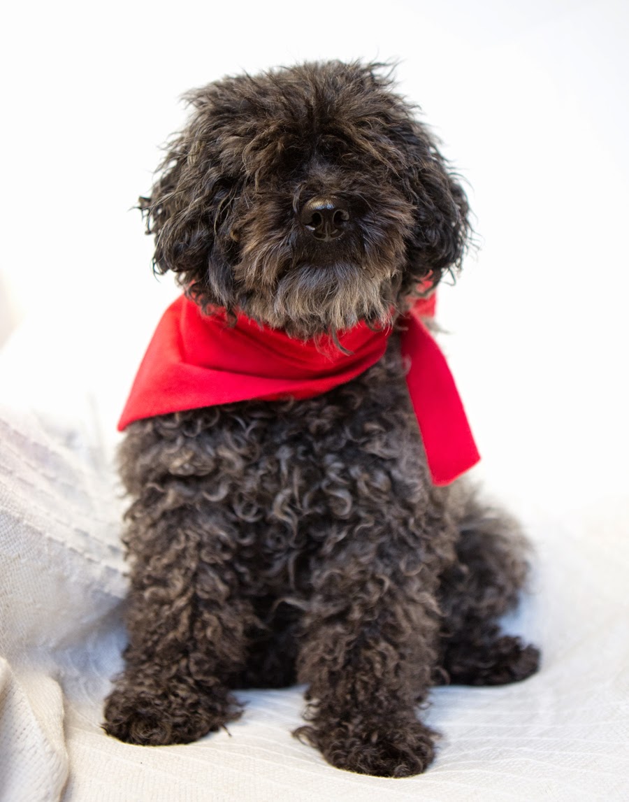 Shelter Dogs of Portland: "YUNNA" lovely, well-adjusted blind Poodle mix