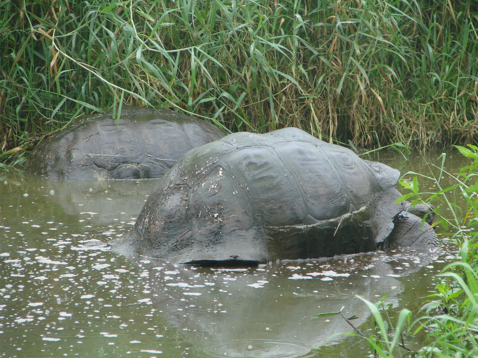 My Peruvian experience: Huge tortoises!