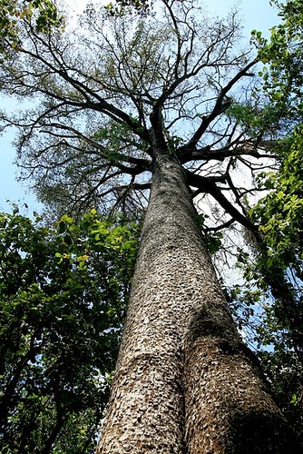 Bunso Arboretum, the untapped gold mine: INDIGENOUS KNOWLEDGE OF TREES ...
