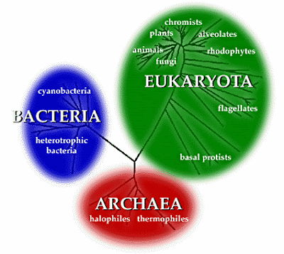 Diário de Biologia: Arquea ou Bactéria?