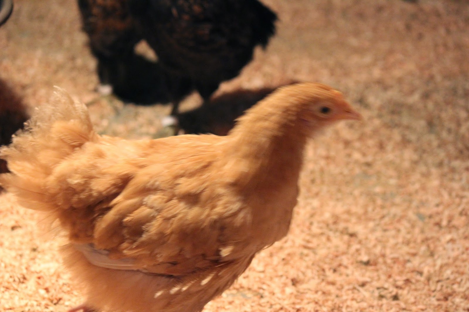 Raising Chickens: Buff Orpington's Progress