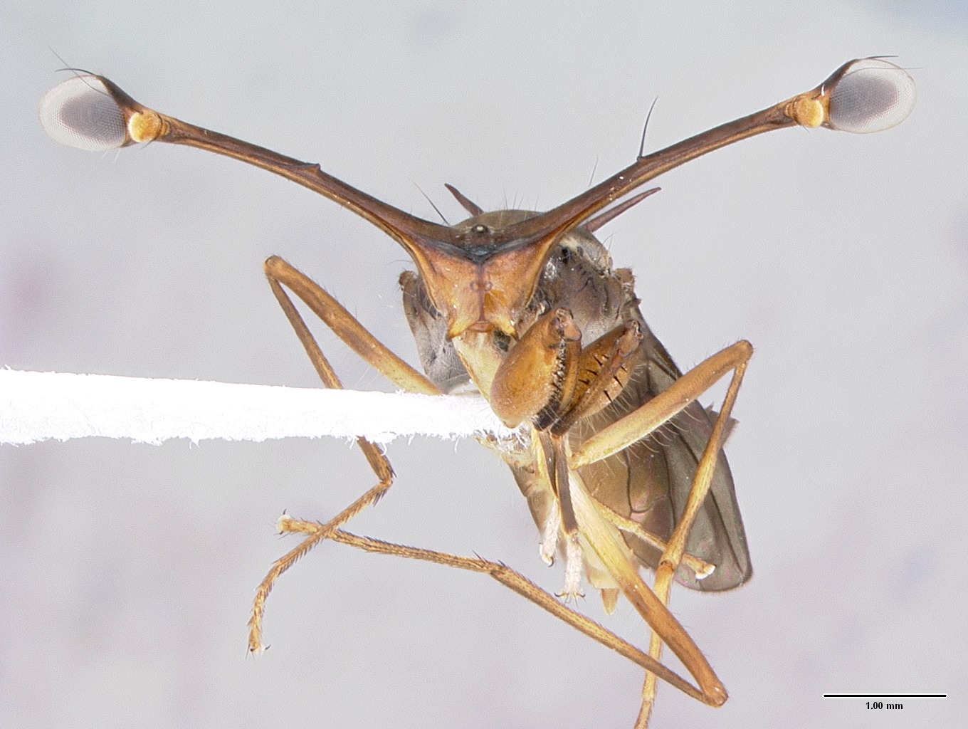 Insect Image of the Week: Stalk-eyed fly