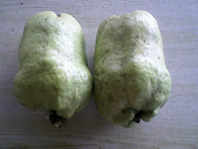 Bibit Buah Bunton Malang: Macam-macam Jambu Biji