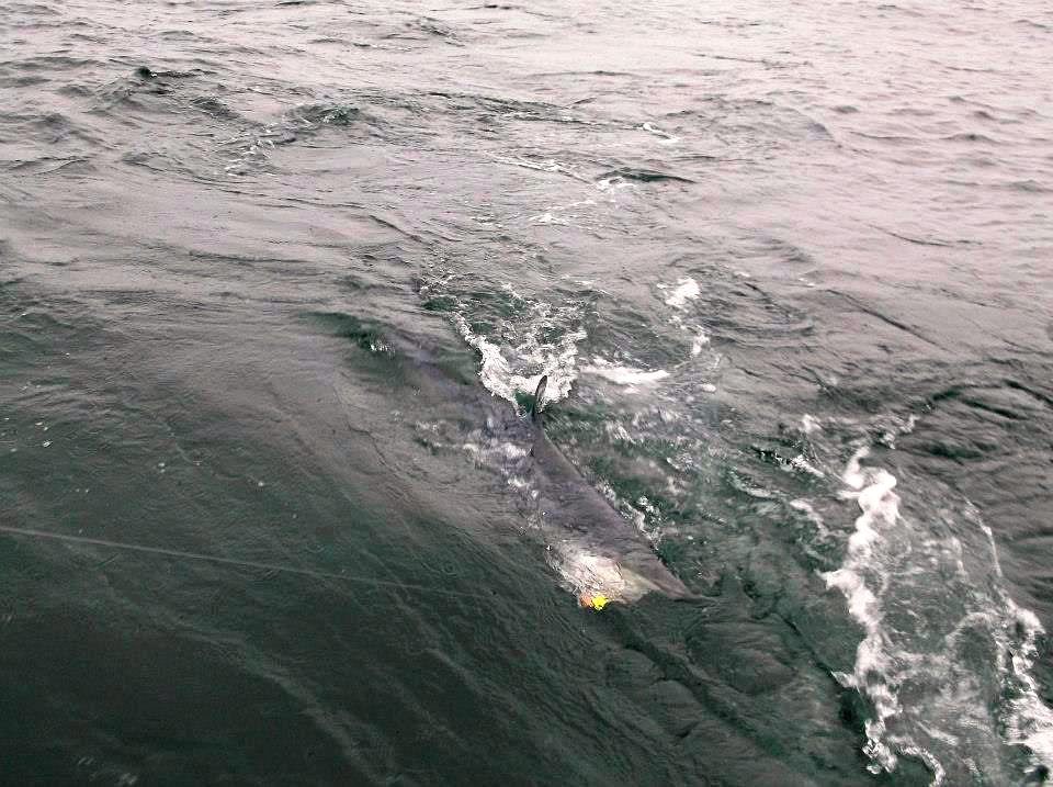 Sandra's Alaska Photography: Late-August 2012: Commercial Fishing ...