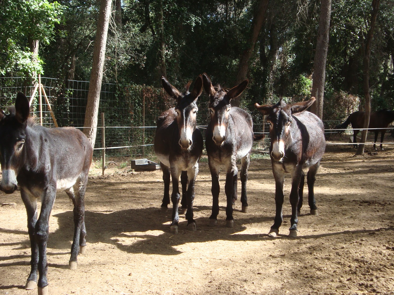 CATALONIAN DONKEYS' REPRODUCTION AT AUTONOMOUS UNIVERSITY OF BARCELONA ...