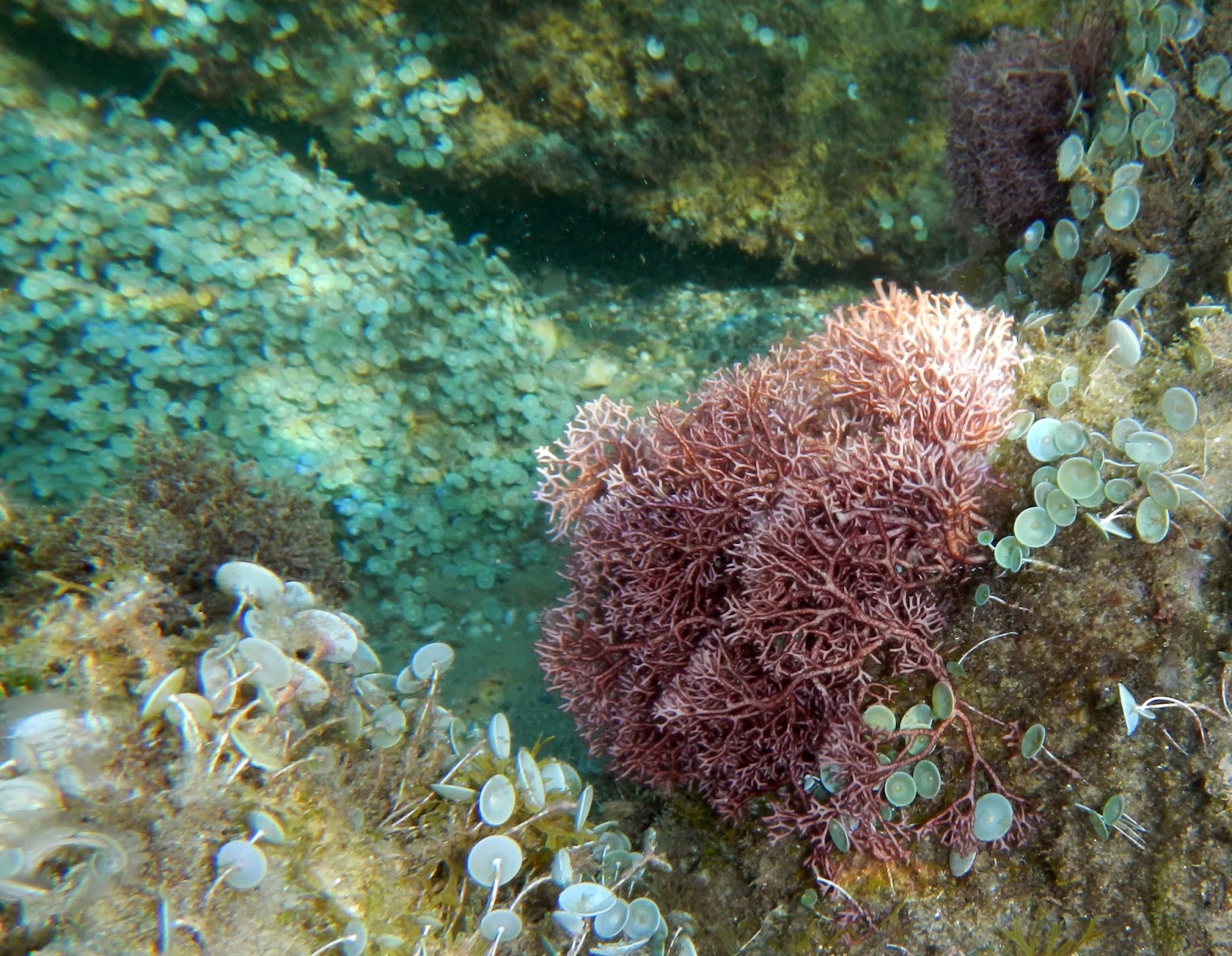 Sergio Sarigu: FOTOGRAFIA SUBACQUEA