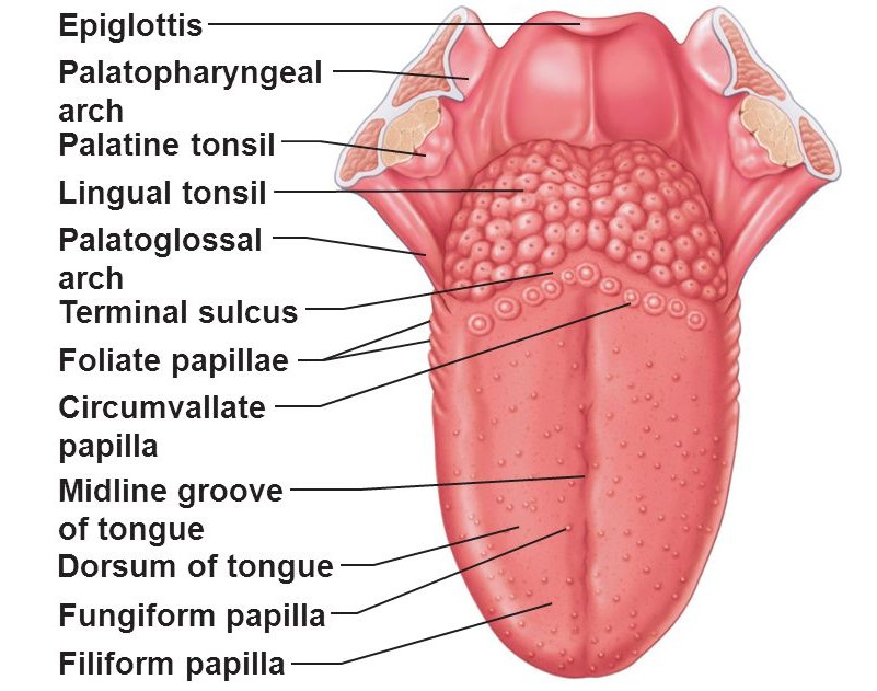 Enlarged Circumvallate Papillae Pictures Causes Treatment Cancer Health Care Tips And enlarged-circumvallate-papillae-pictures-causes-treatment-cancer-health-care-tips-and