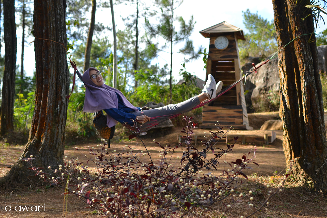 Hutan Pinus Kalilo Menikmati keindahan Hutan Pinus Di Purworejo - Wisata ku