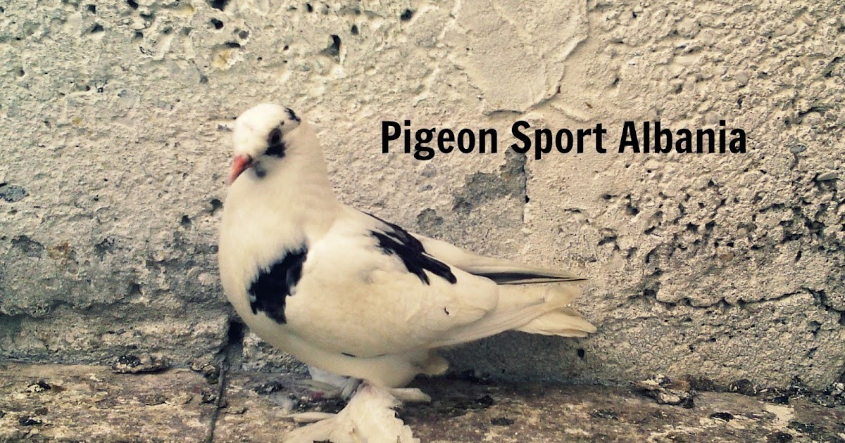 PIGEON SPORT ALBANIA: Pellumba me cafk para (PIGEON 7 ALBANIA)