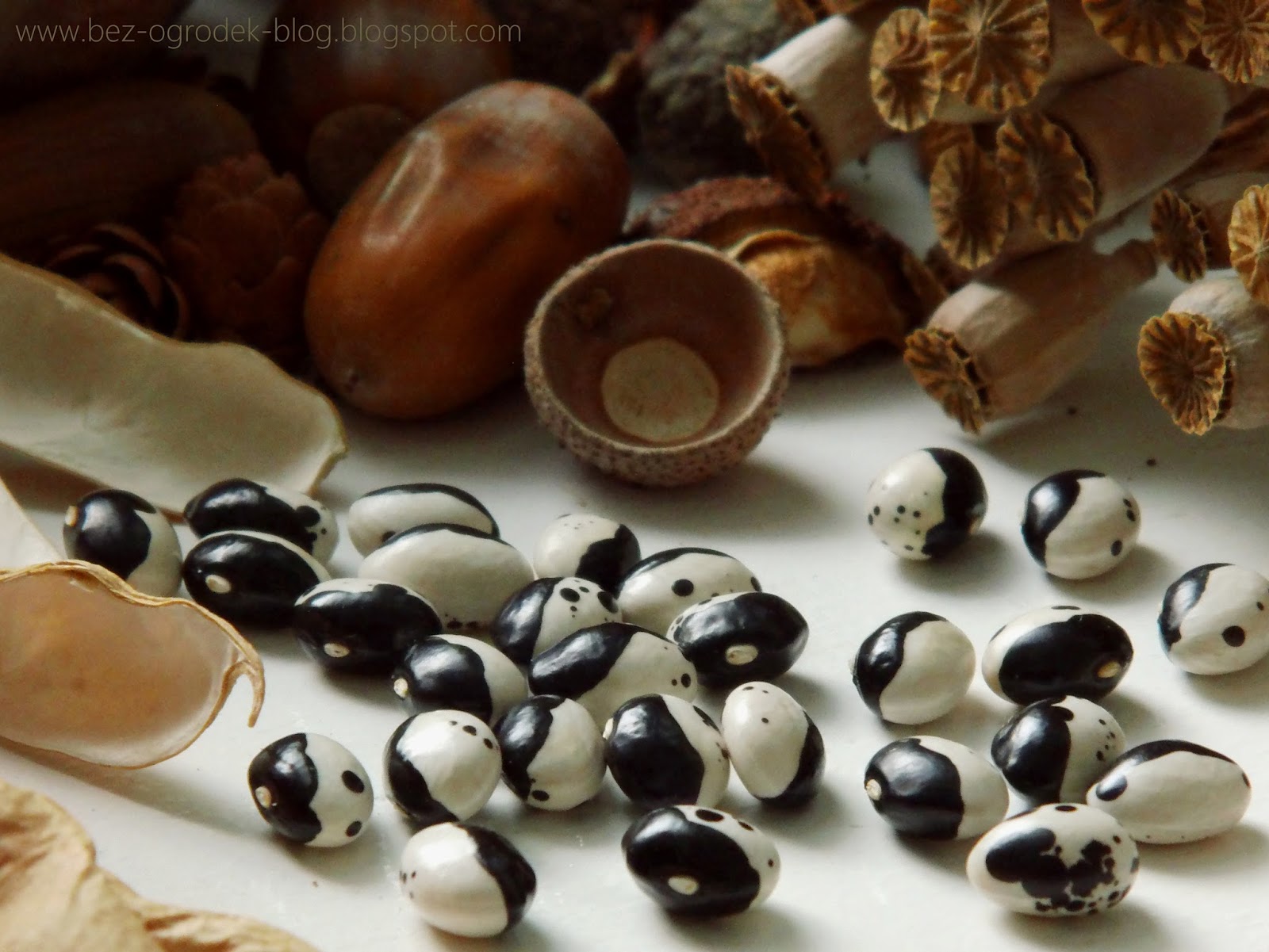 Magiczne fasolki: fasola Yin Yang | BEZ OGRÓDEK | blog ogrodniczy