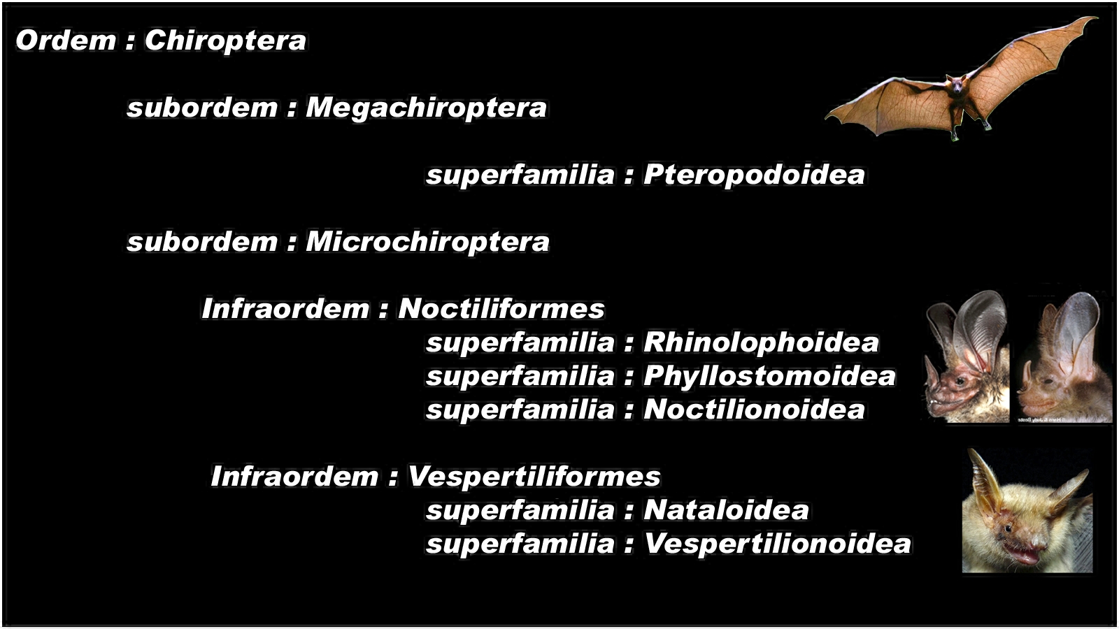 "A EVOLUÇÃO DOS MAMÍFEROS" THE Evolution OF THE MAMMALS: CHIROPTERA ...