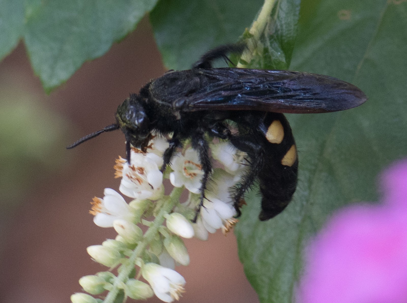 Gaia Garden: This Week in Pest-Controlling and Pollinating Wasps