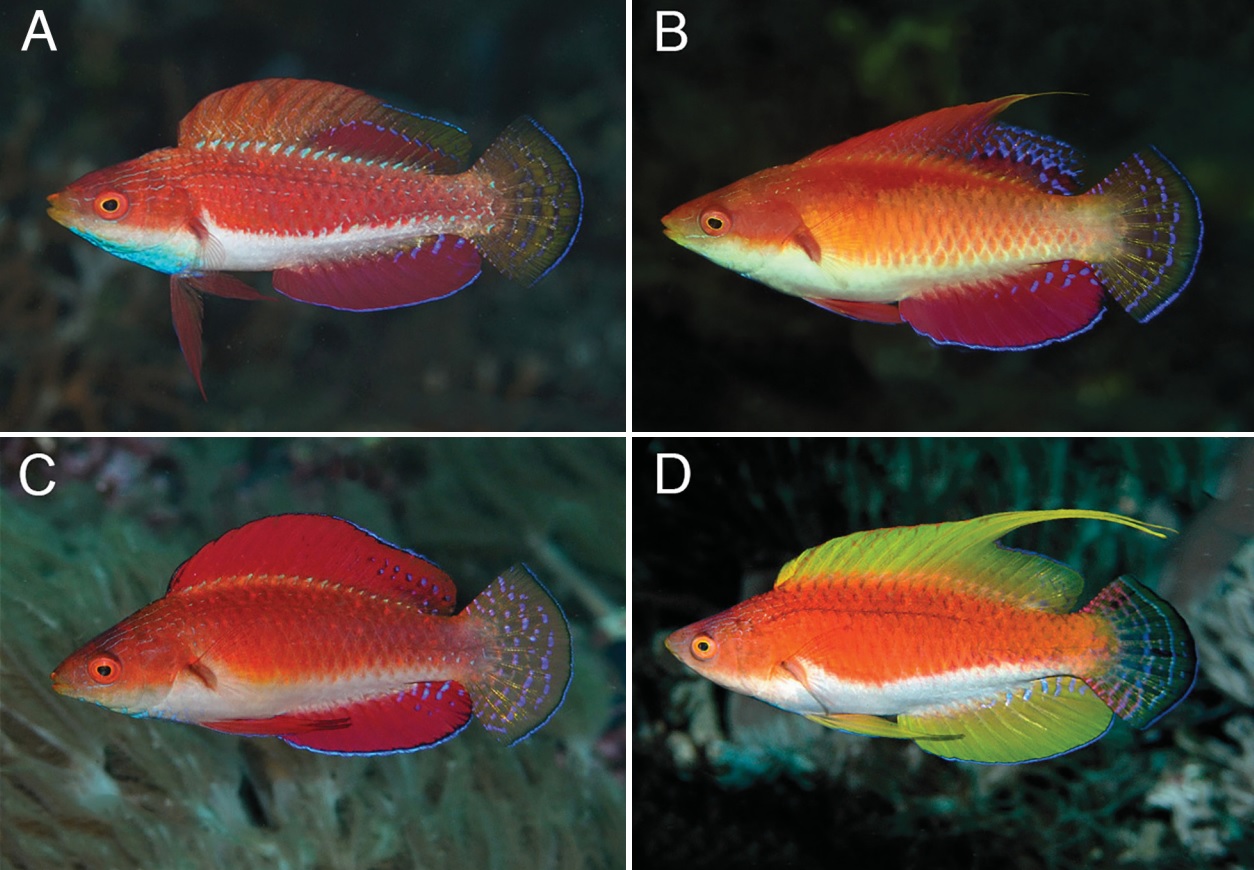 Species New to Science: [Ichthyology • 2018] Cirrhilabrus cyanogularis ...