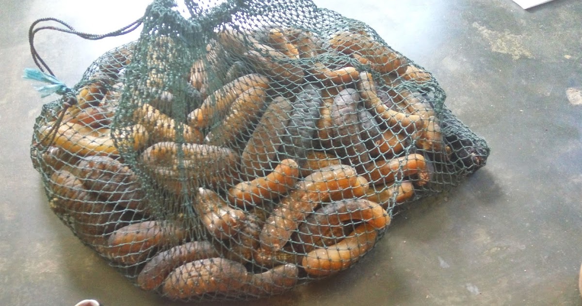 TERIPANG / HAISOM BELITUNG KULITAS SUPER KERING - TERIPANG / HAISOM ...