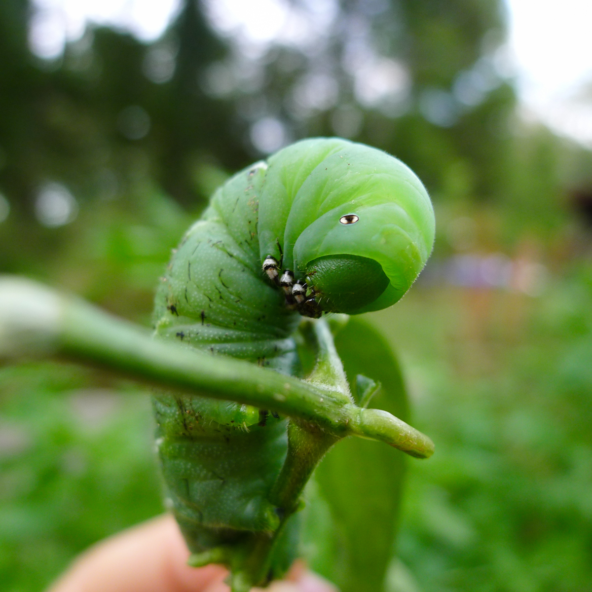 LOG ON INN: the lot of a tobacco horn worm