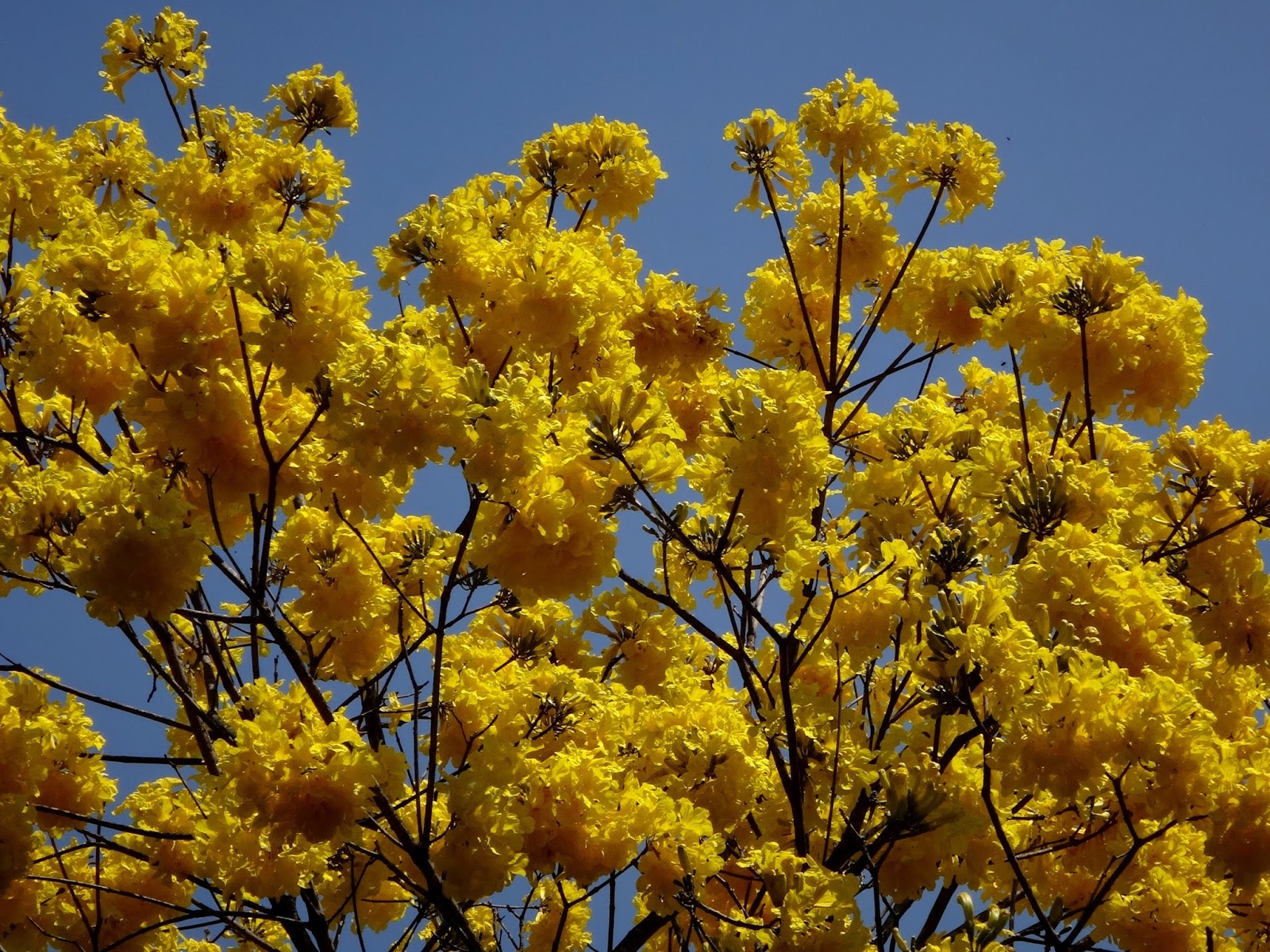 Uma flor por dia: Ipê-amarelo