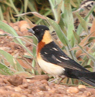 Birding South Sudan: Exclamatory Paradise-Whydah