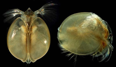 Variety of Life: Diplostraca