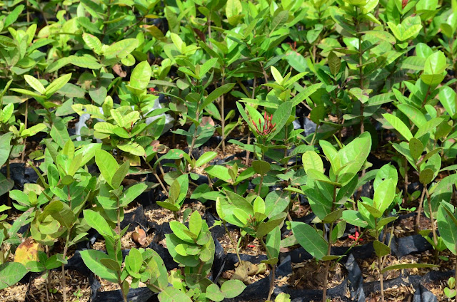 Mekar Jaya Flora: Soka Hawai