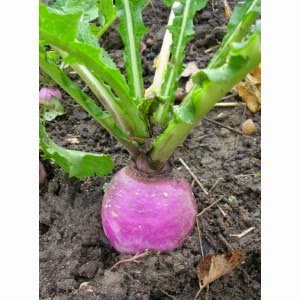 Le jardin de Pestoune: Le navet