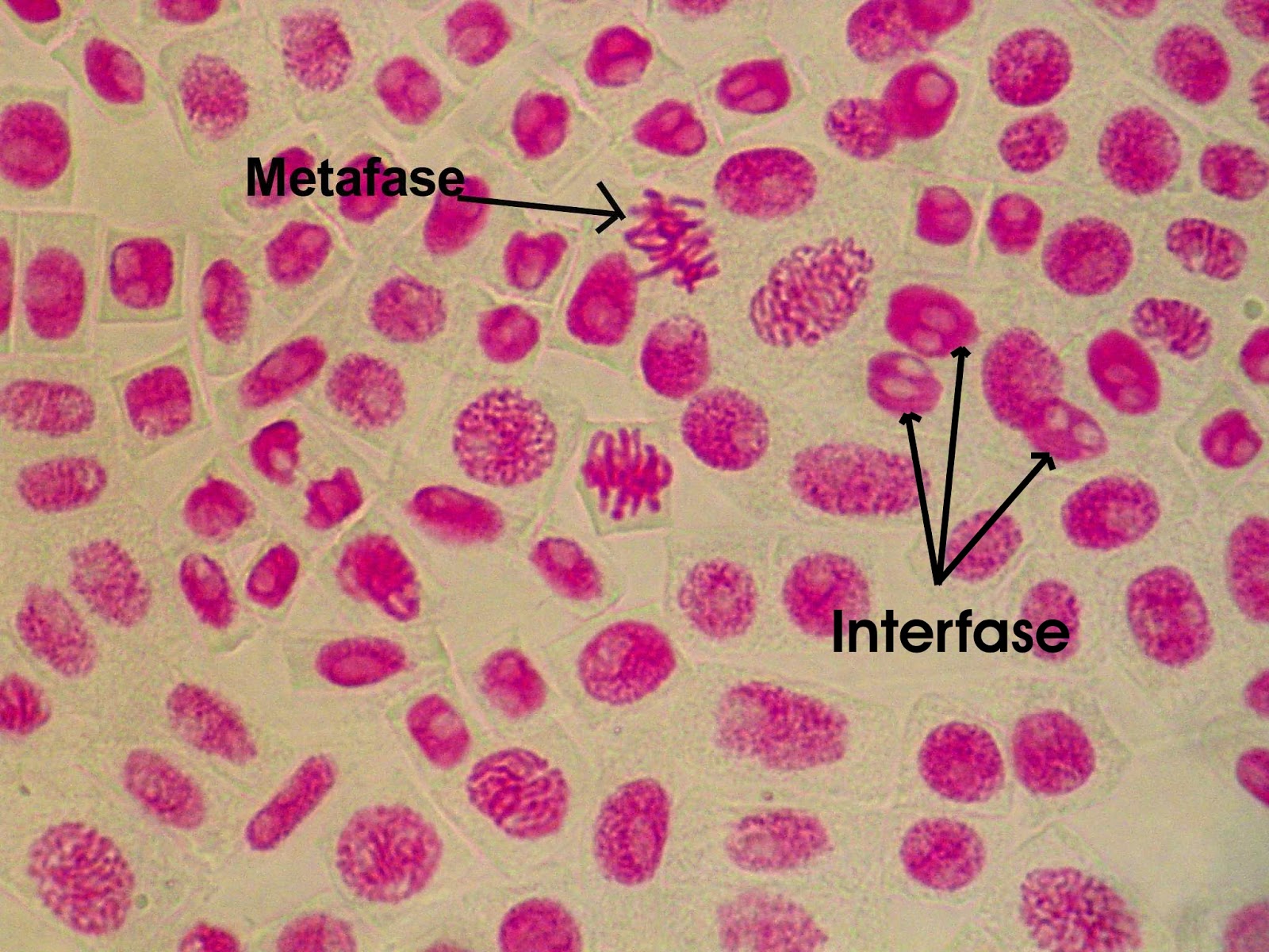 Actuaciencia: Mitosis: distribución equitativa de cromosomas