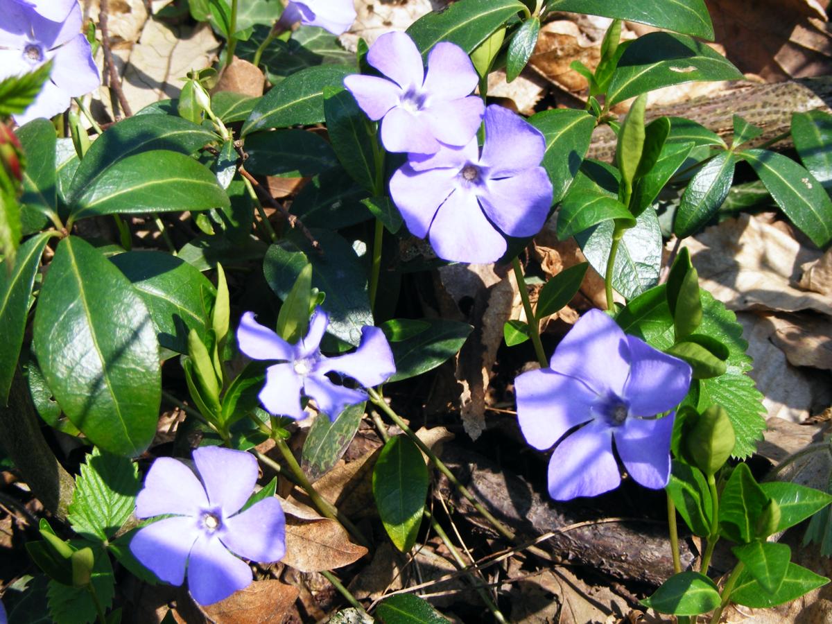 Primavara e aici! / Spring is arrived! | Traveling Hawk