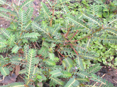 Meniran ( Phyllanthusurinaria Linn ) - Mahkota Herbal