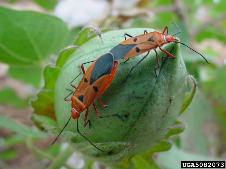 Entomologi | ADHY AND AGROTECHNOLOGY