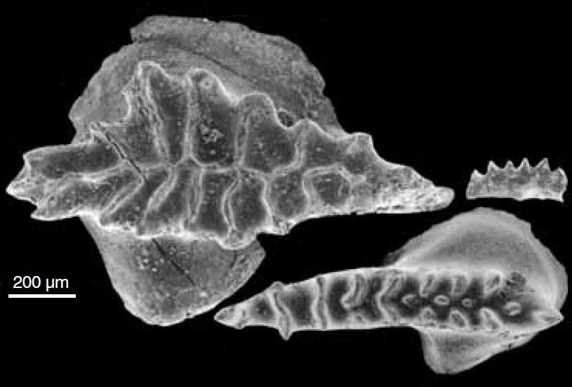 Variety of Life: Icriodus