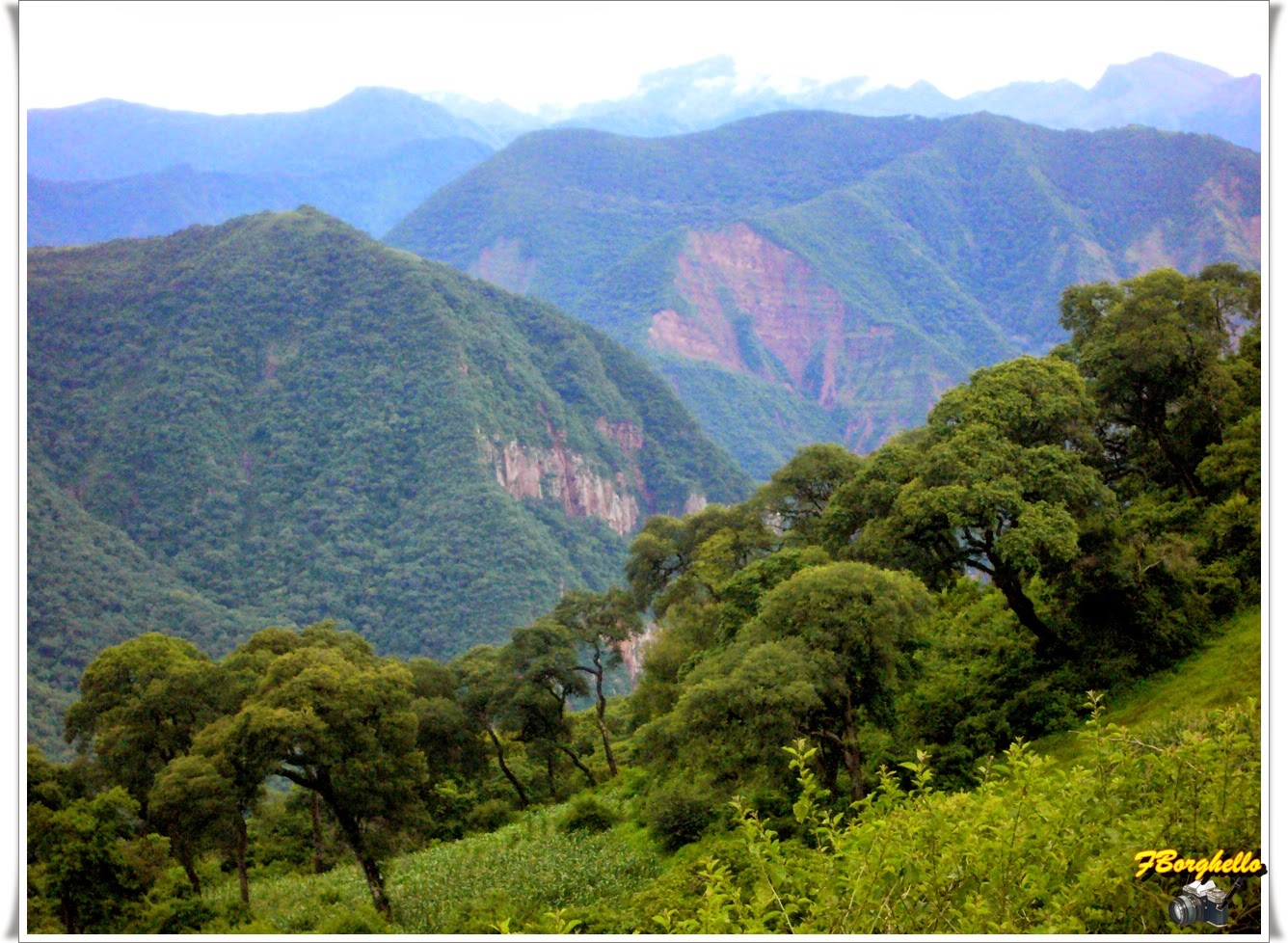 "Jujuy" Historias-Costumbres-Paisajes: YUNGAS JUJEÑAS (selva de montaña)