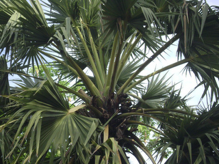 SEKILAS TENTANG MINUMAN LEGEN & MANFAATNYA