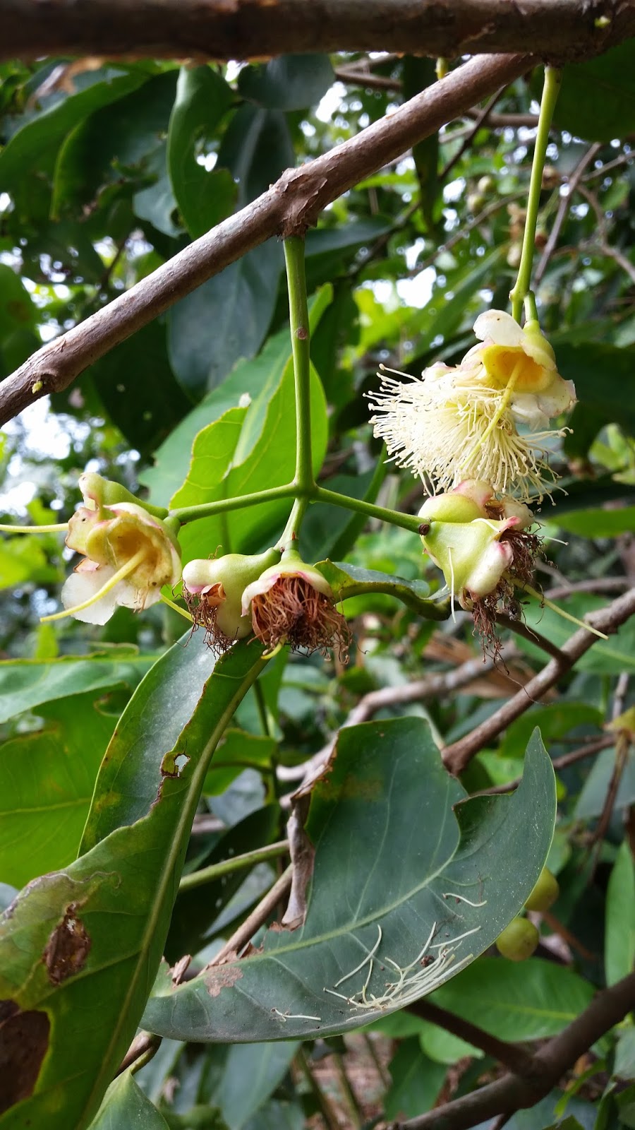 Warisan Petani: Jambu Oh Jambu