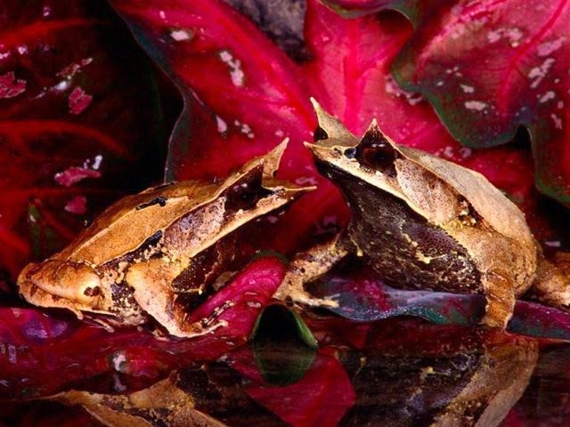 Imagenes de sapos y ranas: Imágenes ranas raras [7-5-16]