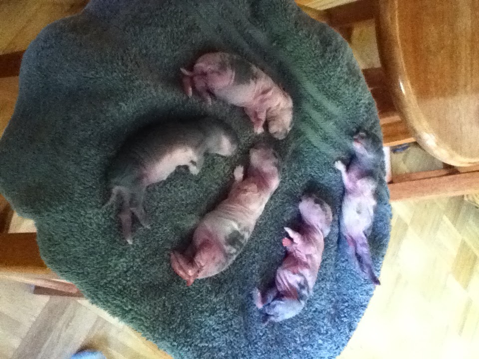 CF Family: Poor Rabbits / Poorer Babies