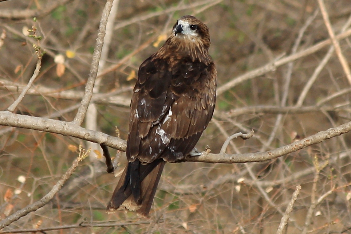 Birding ! Driving ! Soul-searching !: Birds of Gir - Drive from ...