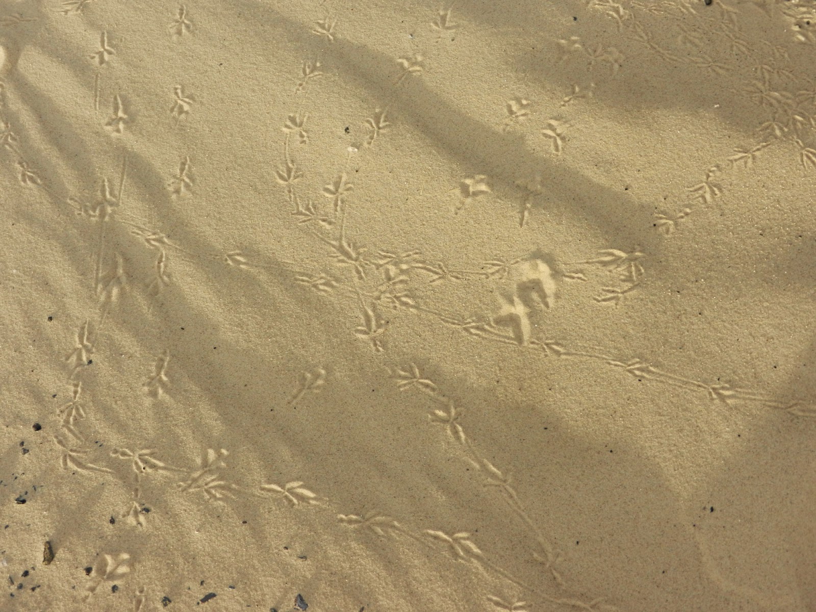 Squirrel's View: Monahans Sandhills State Park Sunrise