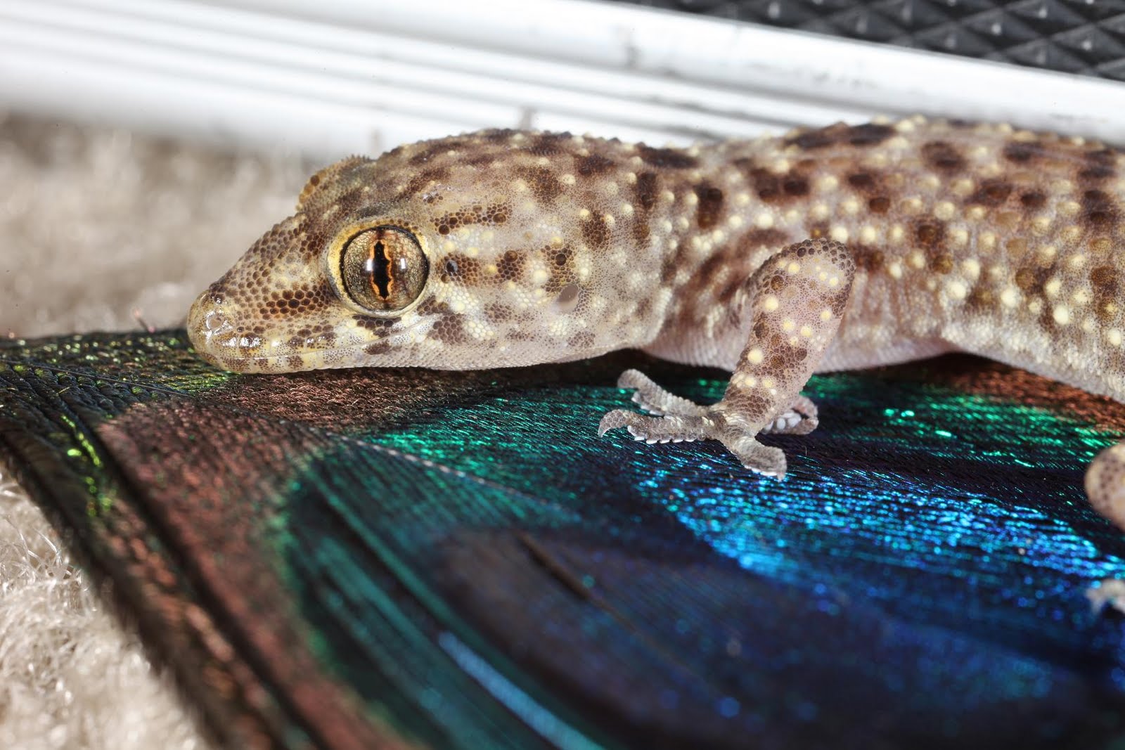 JaredDavidsonPhotography: Macro pictures of a Mediterranean Gecko ...
