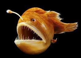 UNDERTHESEA: Bathypelagic Zone (7)