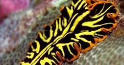 Flatworm Reproductive System (Platyhelminthes)