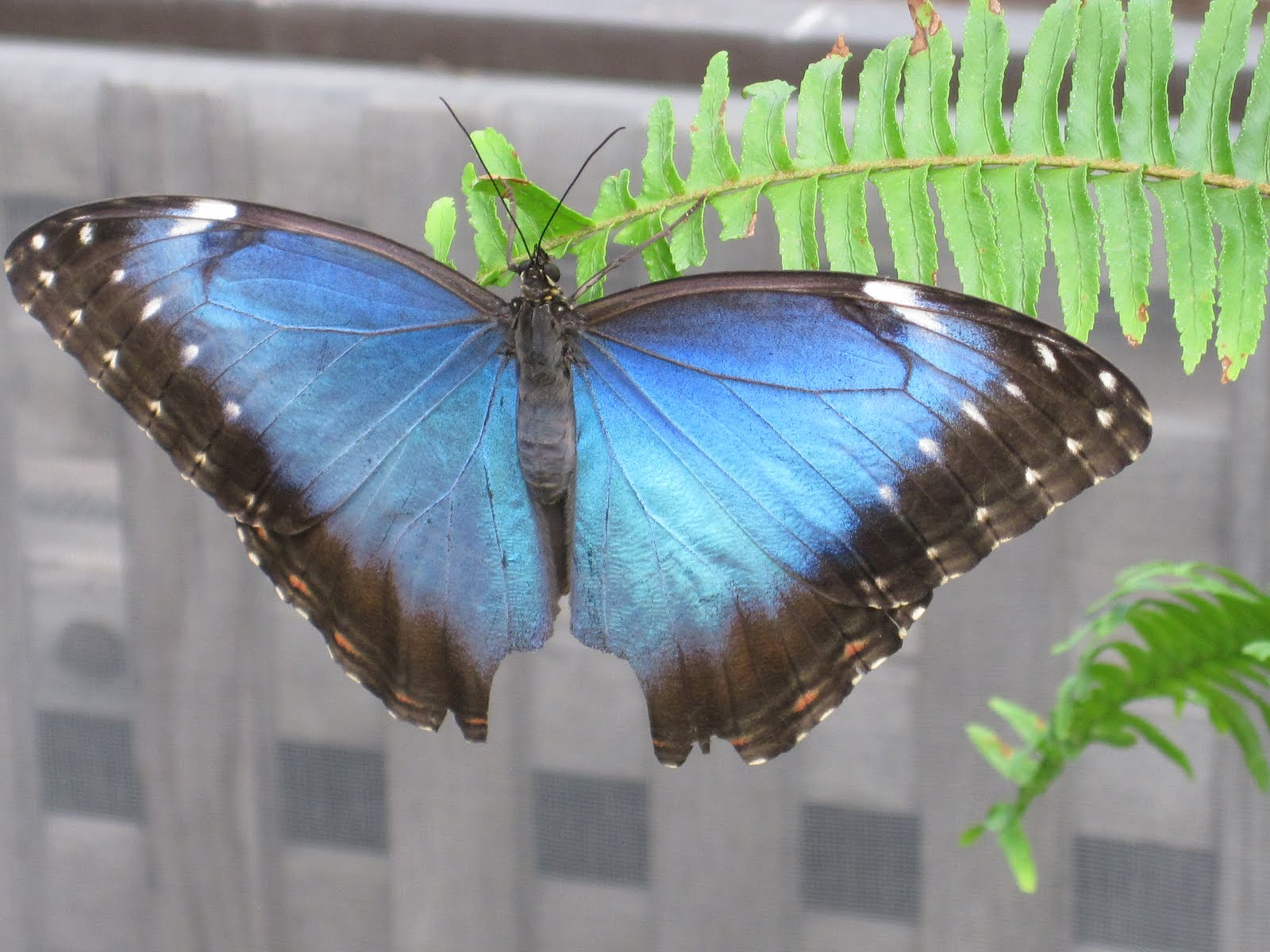 Kris's 2011 - A Photo A Day: Beautiful Blue Butterfly - Brookside ...