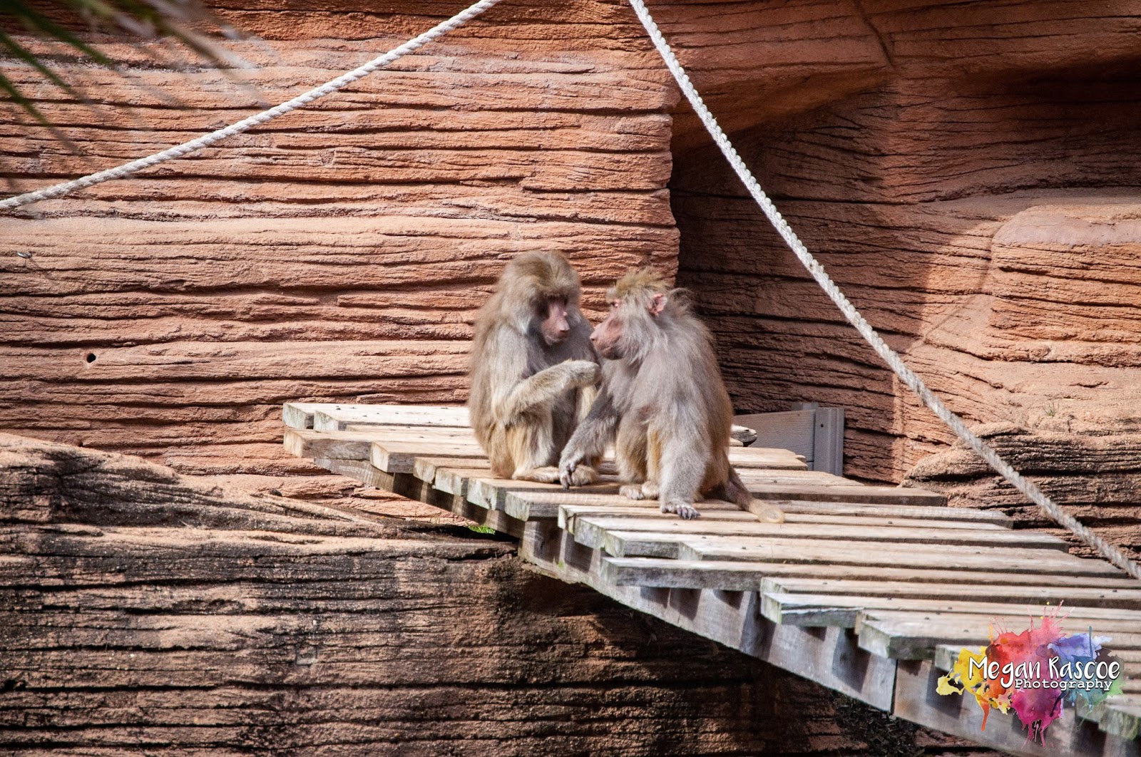 can I decide another day?: Riverbank Zoo (Photos)