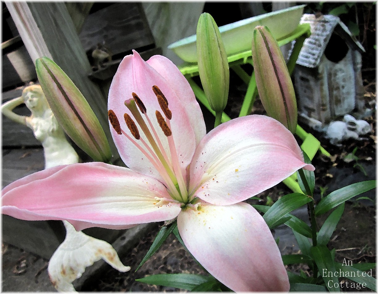An Enchanted Cottage: the Mermaid, the Lily, and the Photobomb