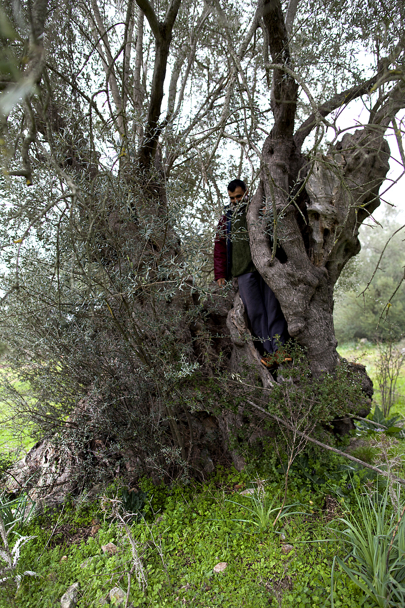 Antiguos OLIVOS del Mediterráneo : TURKEY. Western ANATOLIA, AEGEAN ...