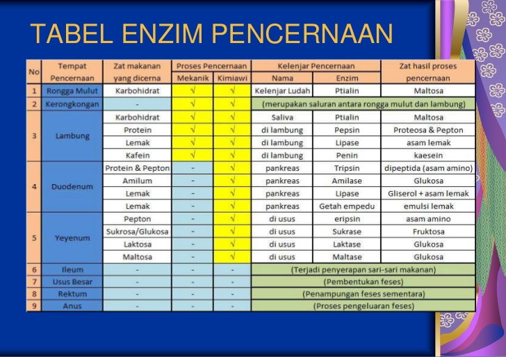 Jenis/Macam-Macam Enzim Pencernaan, Letak dan Fungsinya Terlengkap ...
